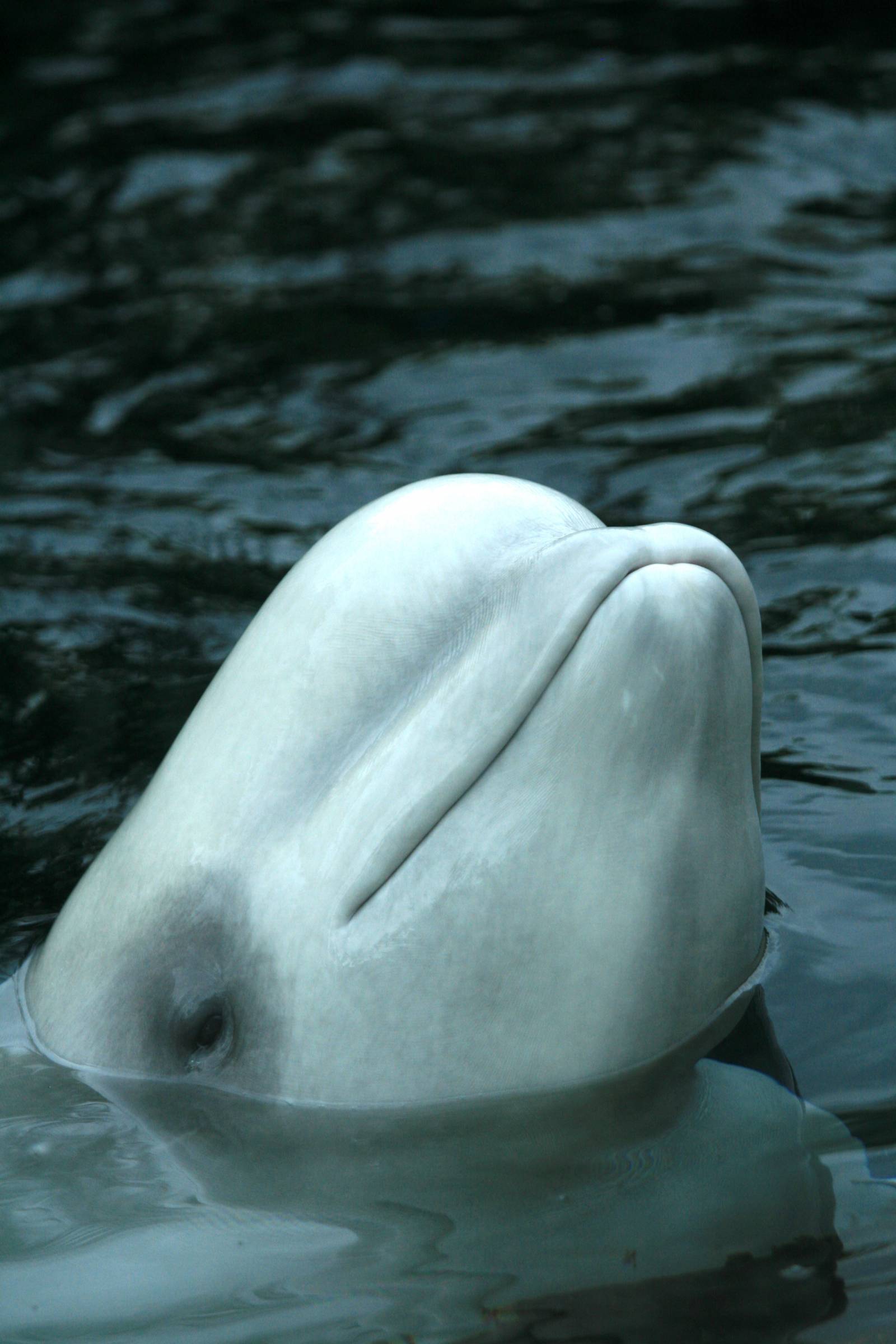 Belugas in Hudson Bay