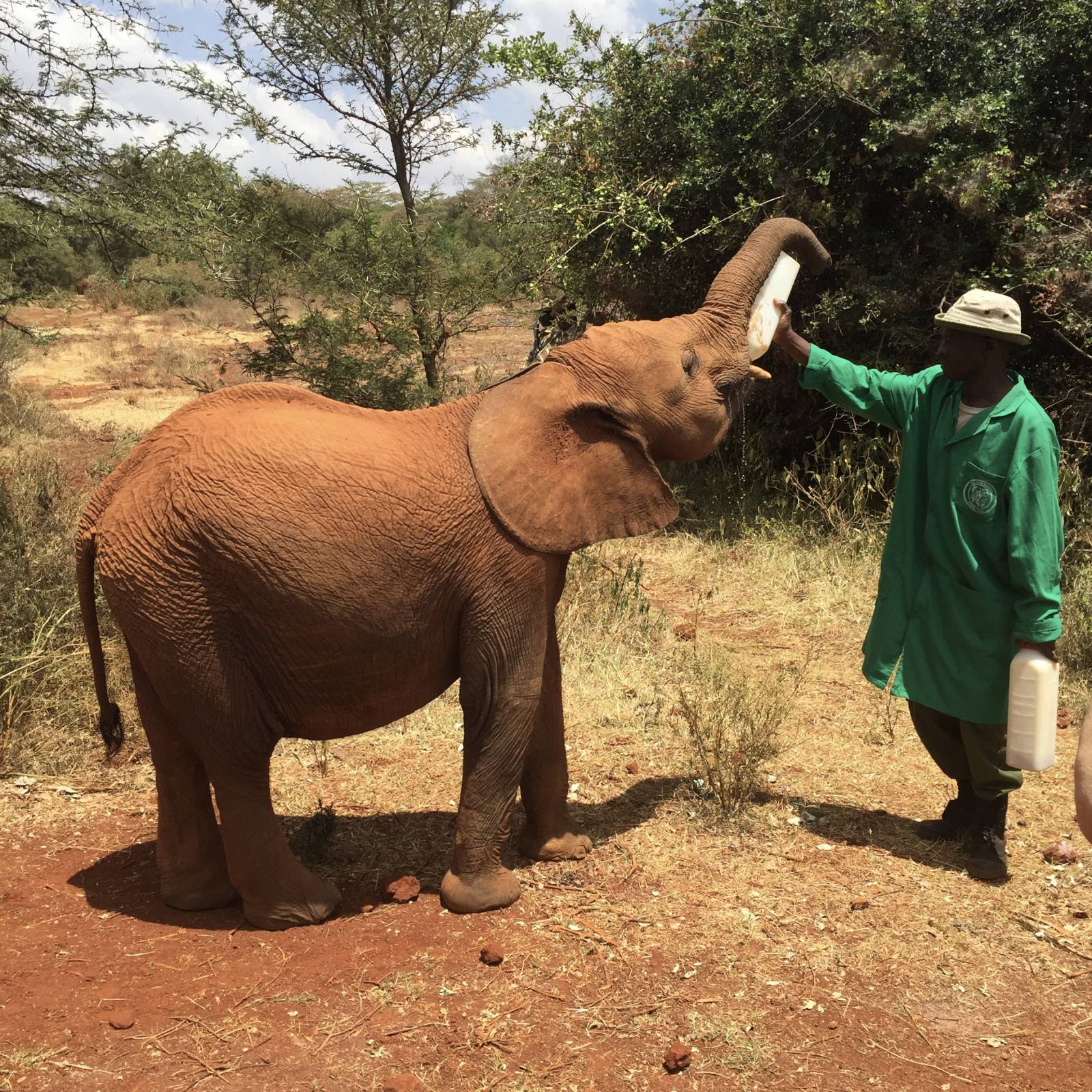Sheldrick Wildlife Trust