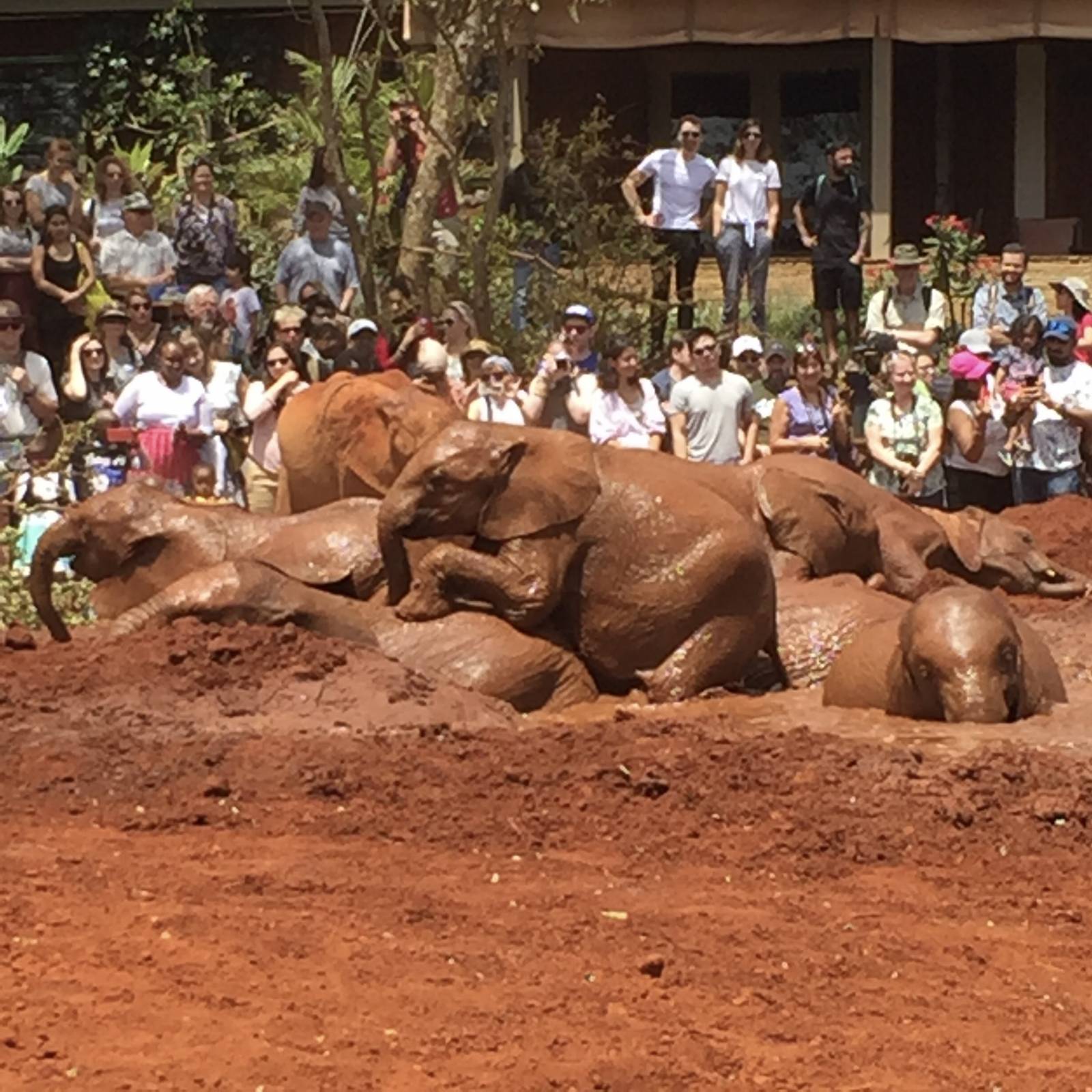 Sheldrick Wildlife Trust | Profile Portfolio: Sheldrick Wildlife Trust ...