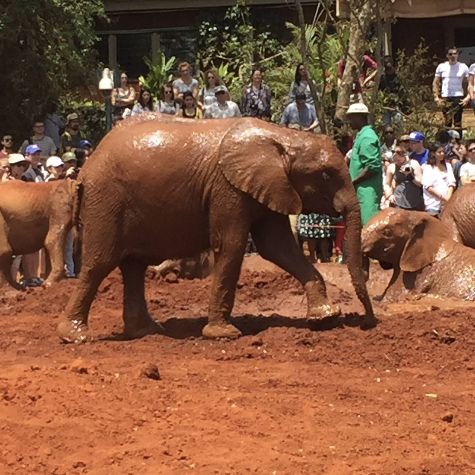 Sheldrick Wildlife Trust | Profile Portfolio: Sheldrick Wildlife Trust ...