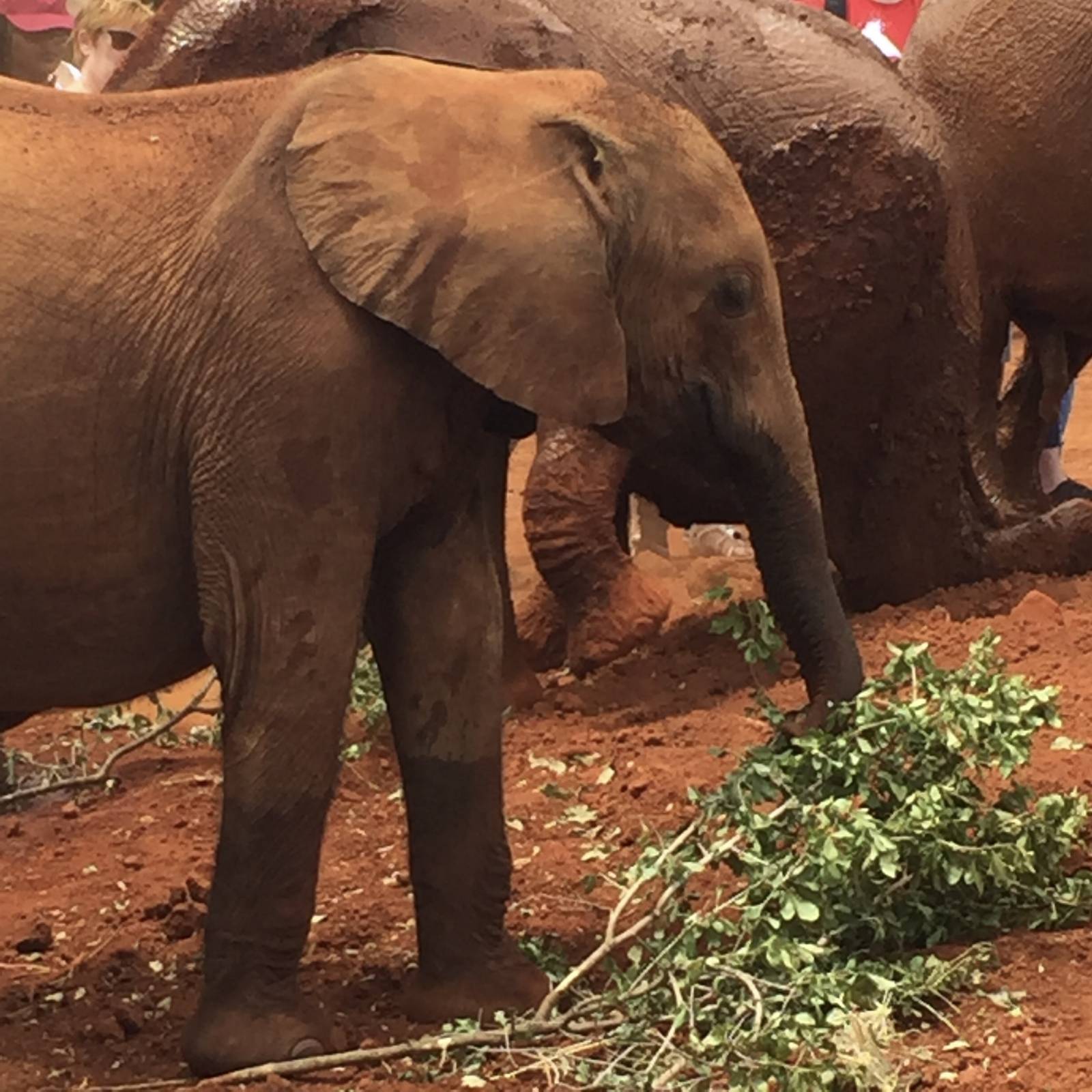 Sheldrick Wildlife Trust | Profile Portfolio: Sheldrick Wildlife Trust ...