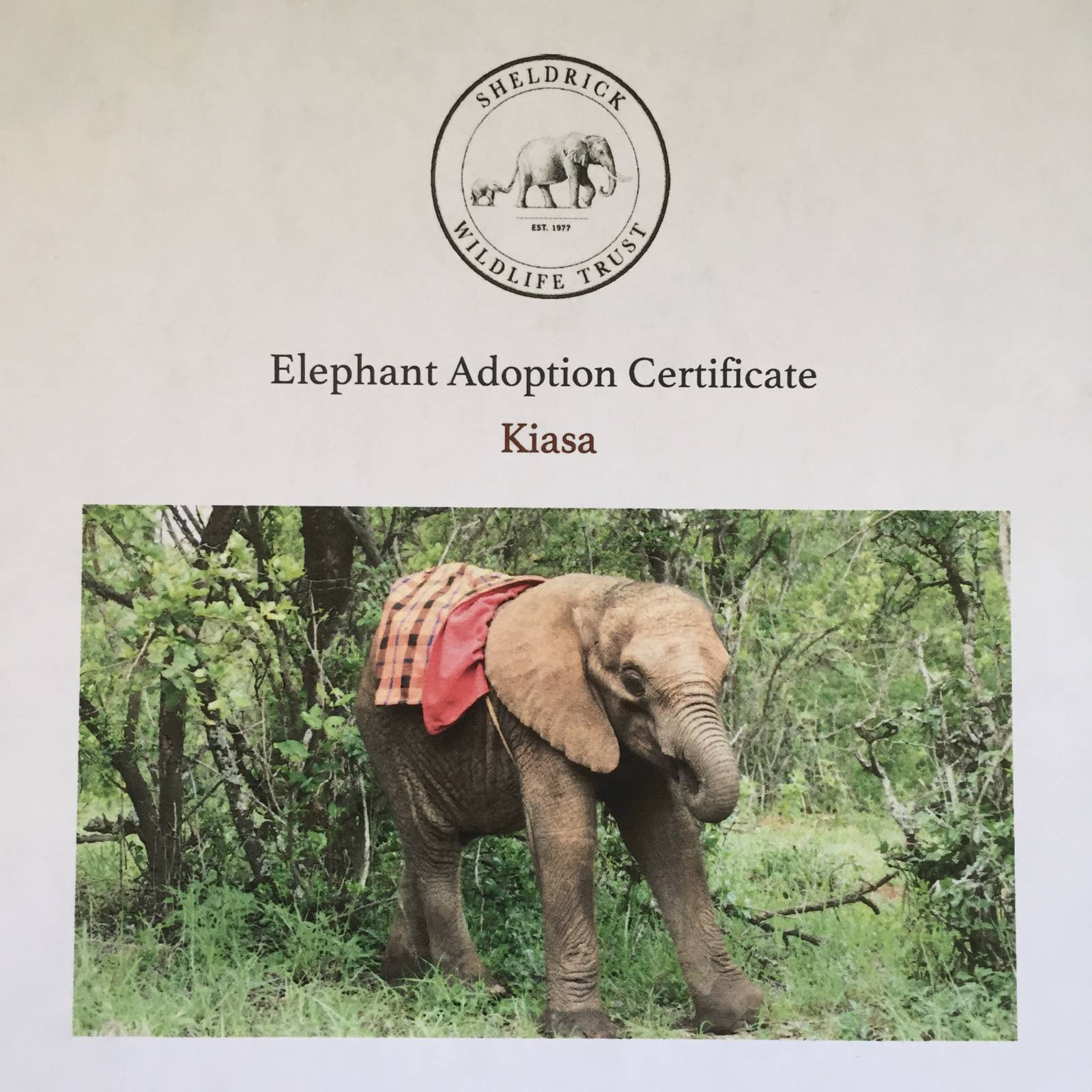 Sheldrick Wildlife Trust | Profile Portfolio: Sheldrick Wildlife Trust ...