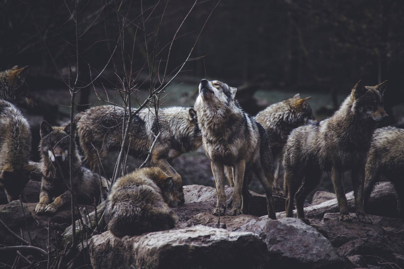 Protecting Wolves in the Canadian Rockies | Banff Parks Responsible Travel