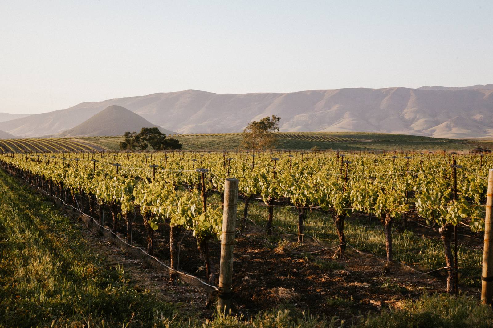 A California Modern Love Story at Biddle Ranch Vineyard Wedding | San ...