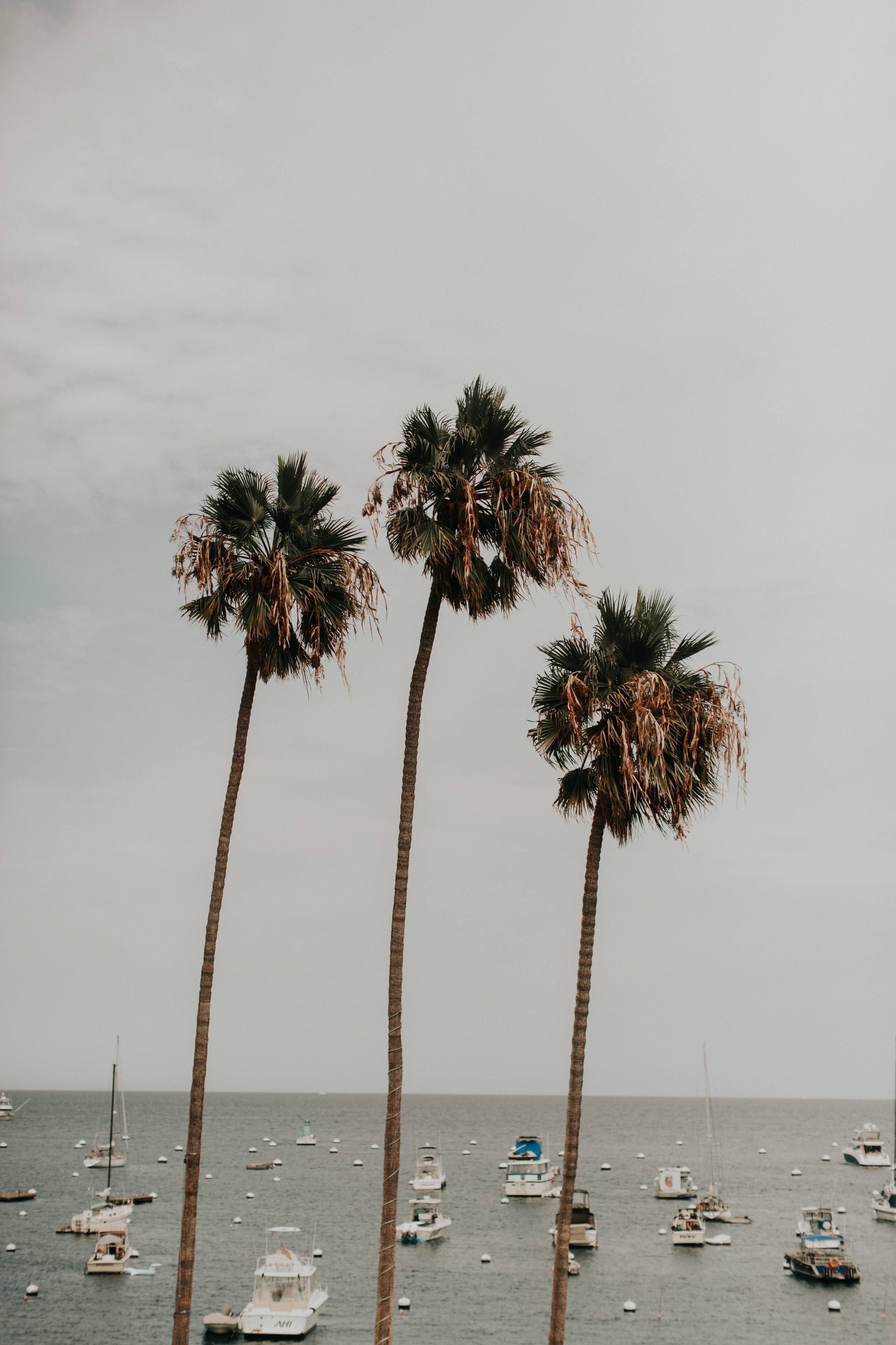 Christina & Ian's Intimate Catalina Island Wedding | Catalina Island ...